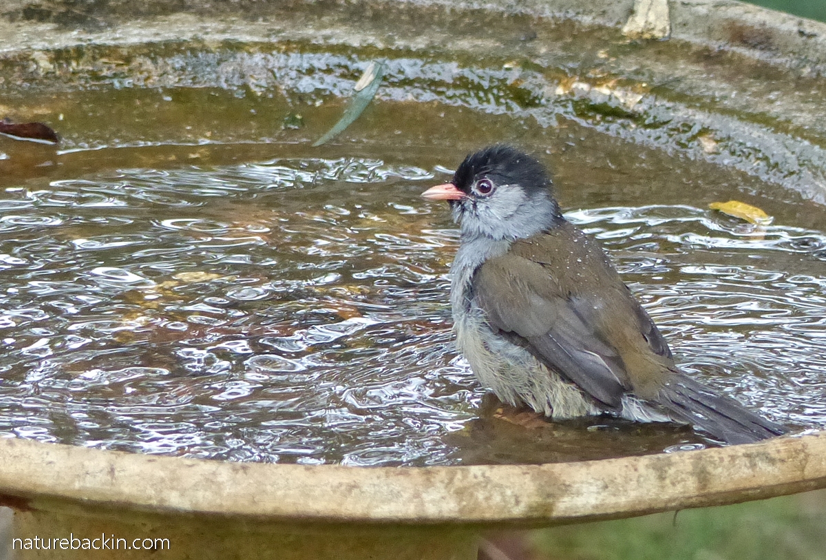 Highlighting some of our garden birds – letting nature back in