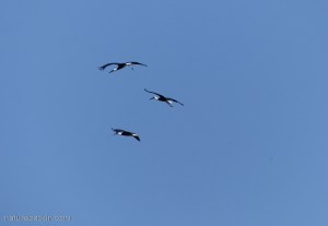 Highlighting some of our garden birds – letting nature back in