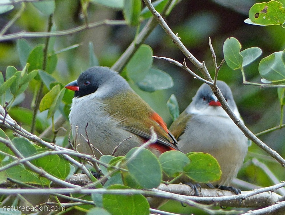 Highlighting some of our garden birds – letting nature back in