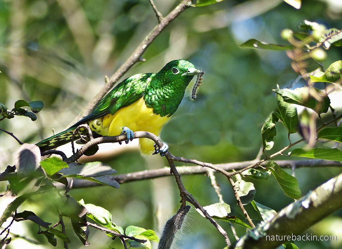 Highlighting some of our garden birds – letting nature back in