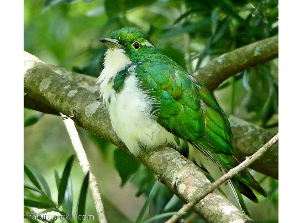 Highlighting some of our garden birds – letting nature back in