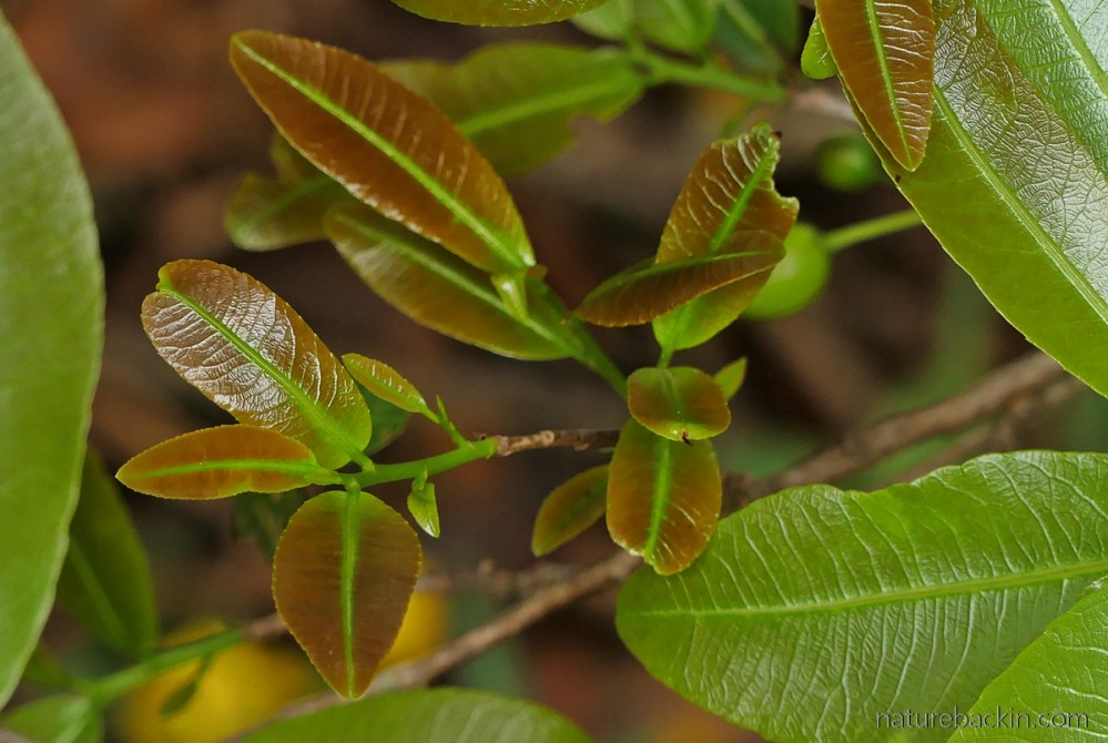 Southern equinox after springtime September rains – letting nature back in