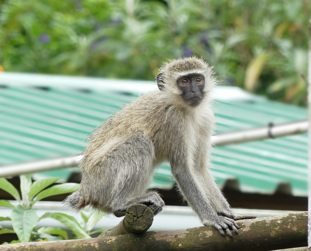 As I look out my window: Vervet monkeys at rest and play on a cool ...