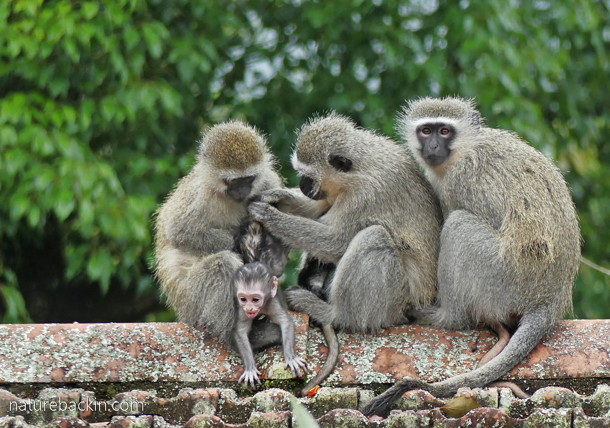 As I look out my window: Vervet monkeys at rest and play on a cool ...