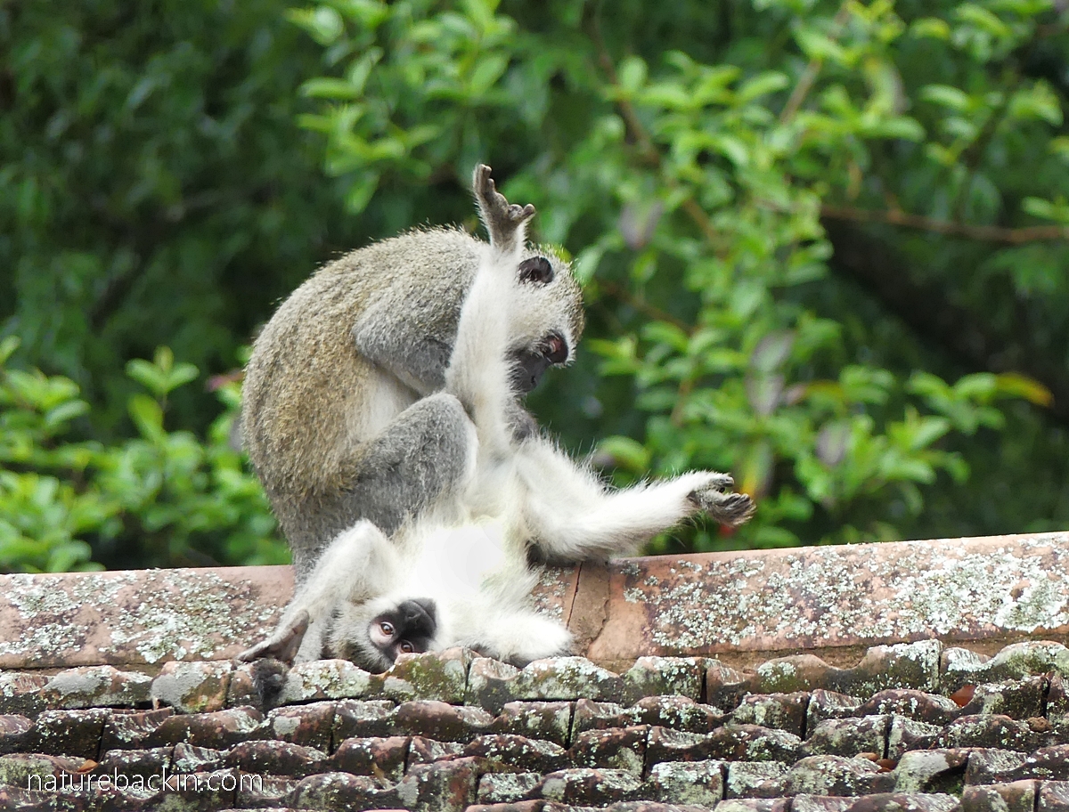 As I look out my window: Vervet monkeys at rest and play on a cool ...