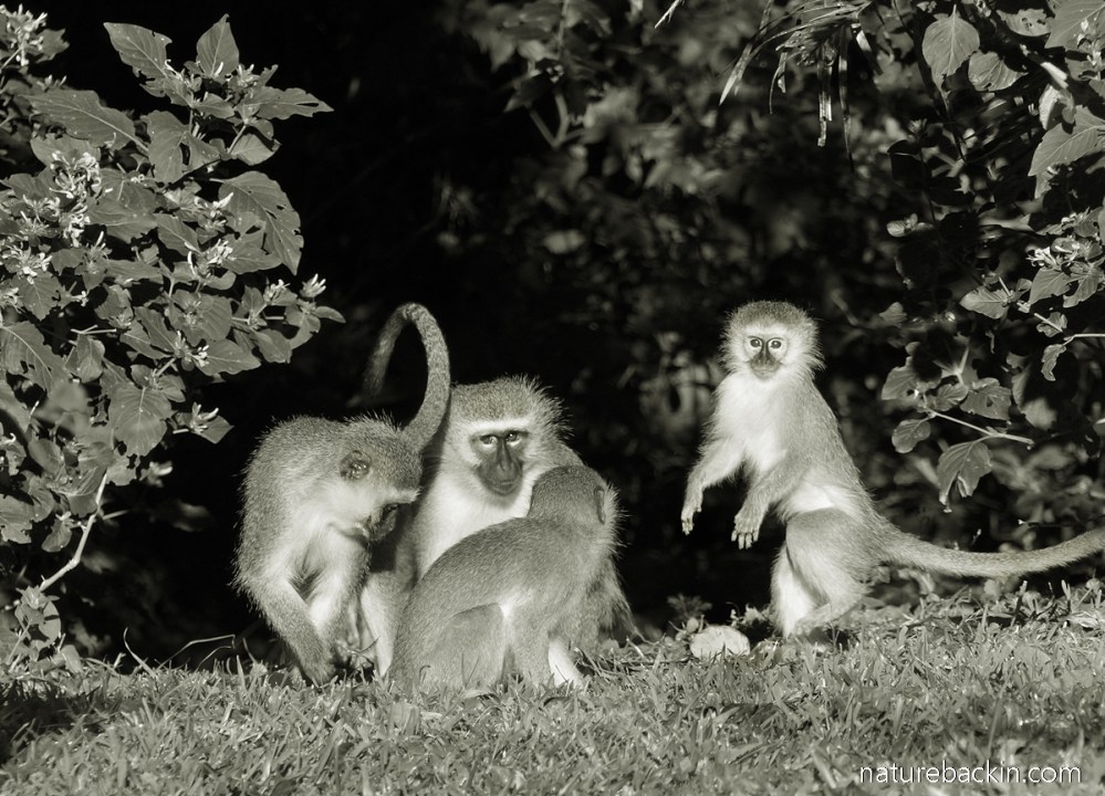 On living harmoniously with vervet monkeys – letting nature back in