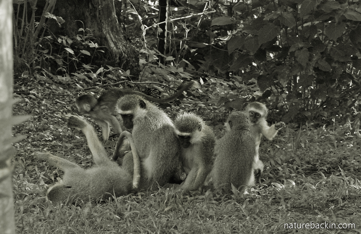 On living harmoniously with vervet monkeys – letting nature back in