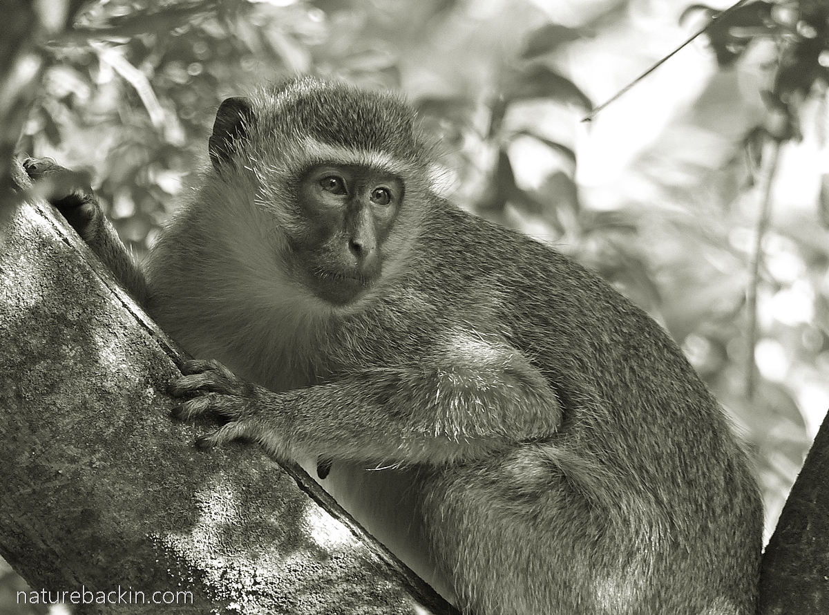 On living harmoniously with vervet monkeys – letting nature back in
