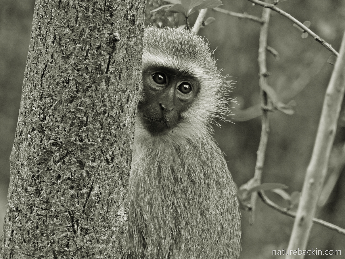 On living harmoniously with vervet monkeys – letting nature back in
