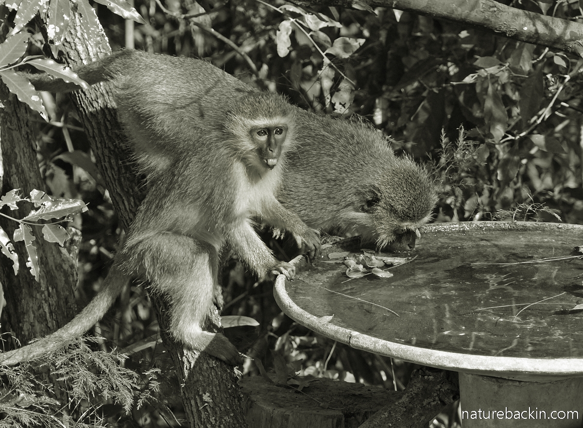 On living harmoniously with vervet monkeys – letting nature back in