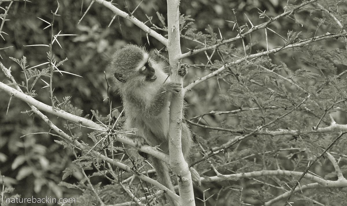 On living harmoniously with vervet monkeys – letting nature back in
