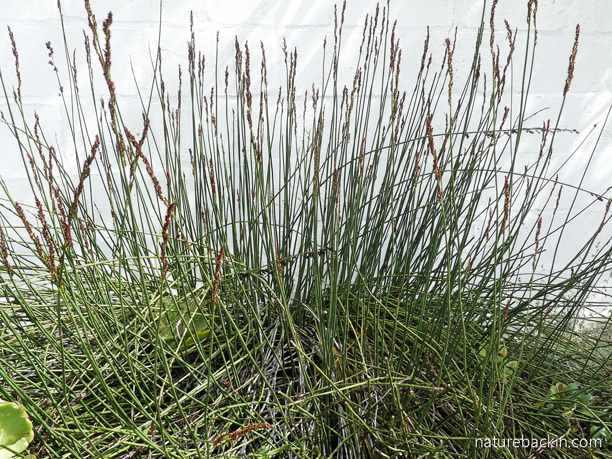 5 Restio_Western_Cape – letting nature back in