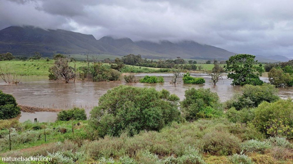 After cataracts, storms and floods, I’m back … – letting nature back in