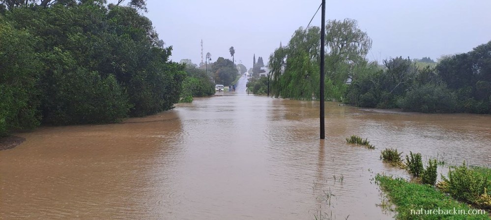 After cataracts, storms and floods, I’m back … – letting nature back in