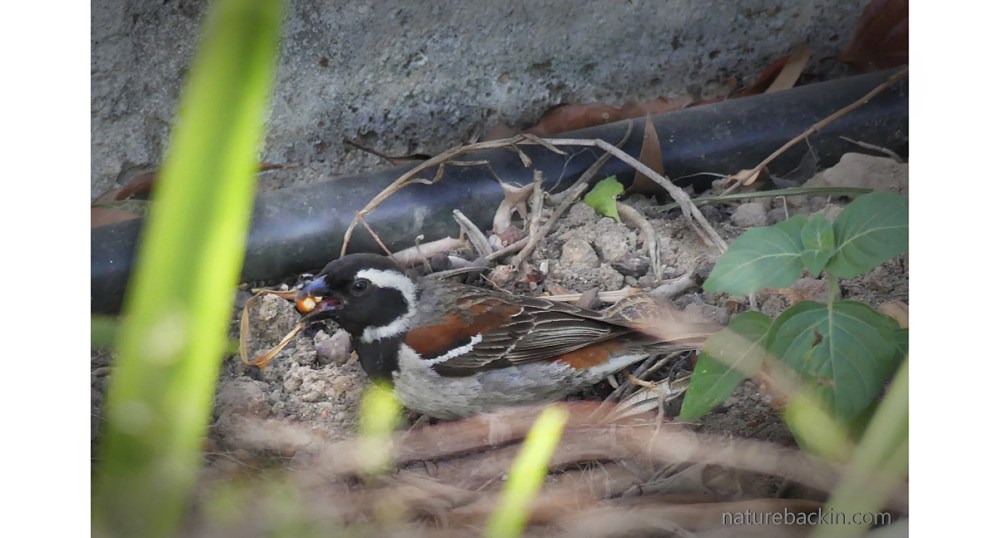A Cape sparrow feeding a juvenile diderick cuckoo – letting nature back in