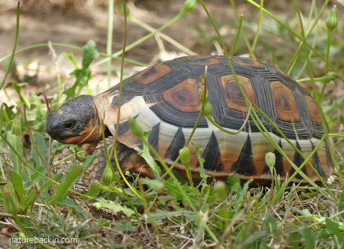 A wild angulate tortoise foraging dandelions in our garden – letting ...