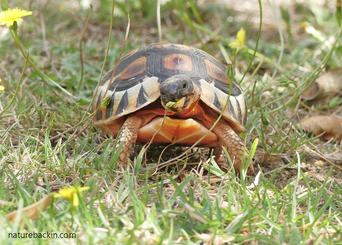 A wild angulate tortoise foraging dandelions in our garden – letting ...