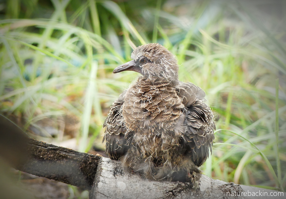Shelter from the storm: Two fledgling doves survive soaking rains ...