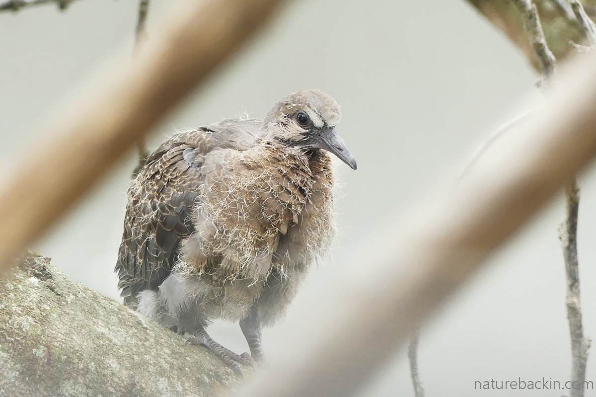 Shelter from the storm: Two fledgling doves survive soaking rains ...