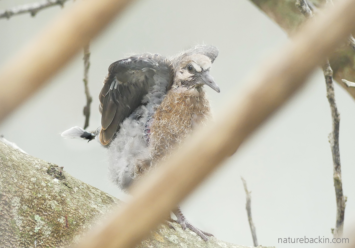Shelter from the storm: Two fledgling doves survive soaking rains ...