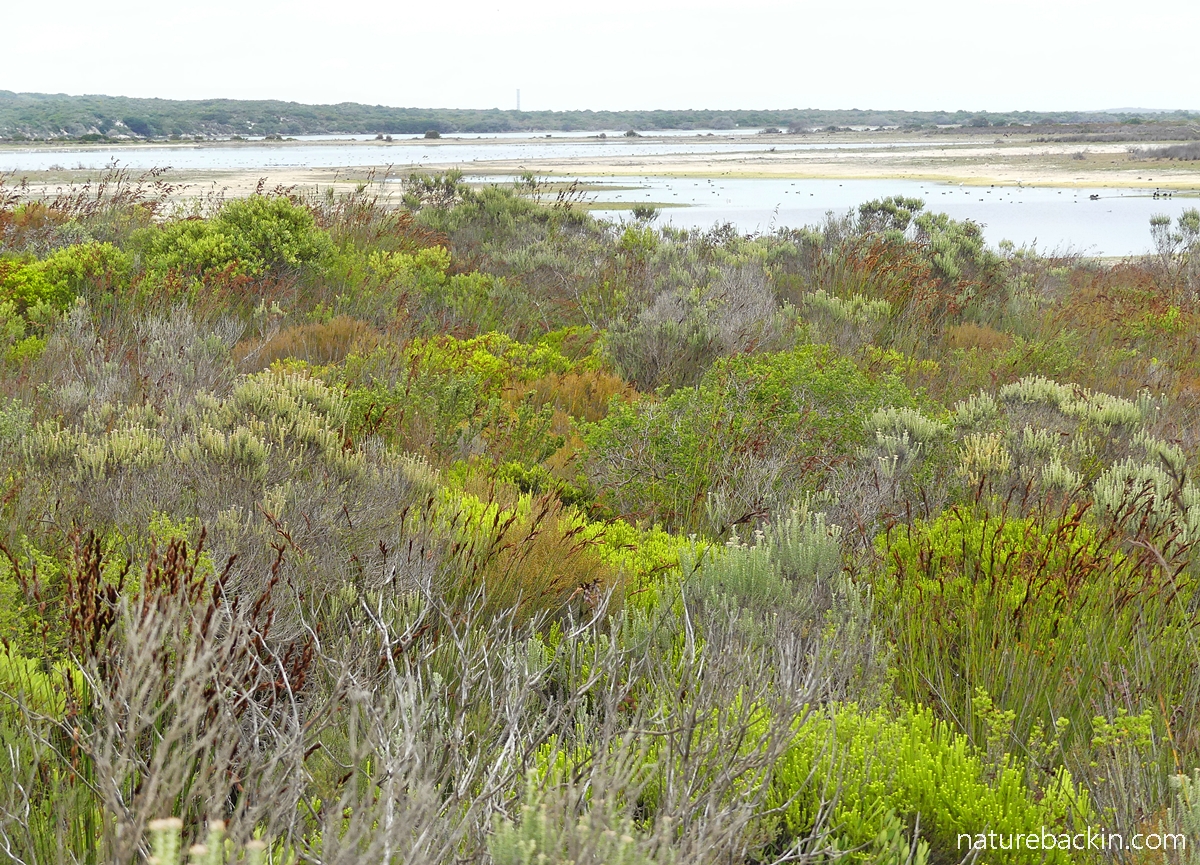 Day trip to De Hoop Nature Reserve in the Overberg – letting nature back in