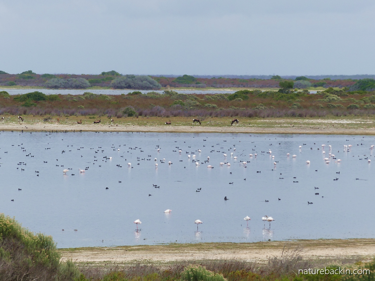 Day trip to De Hoop Nature Reserve in the Overberg – letting nature back in