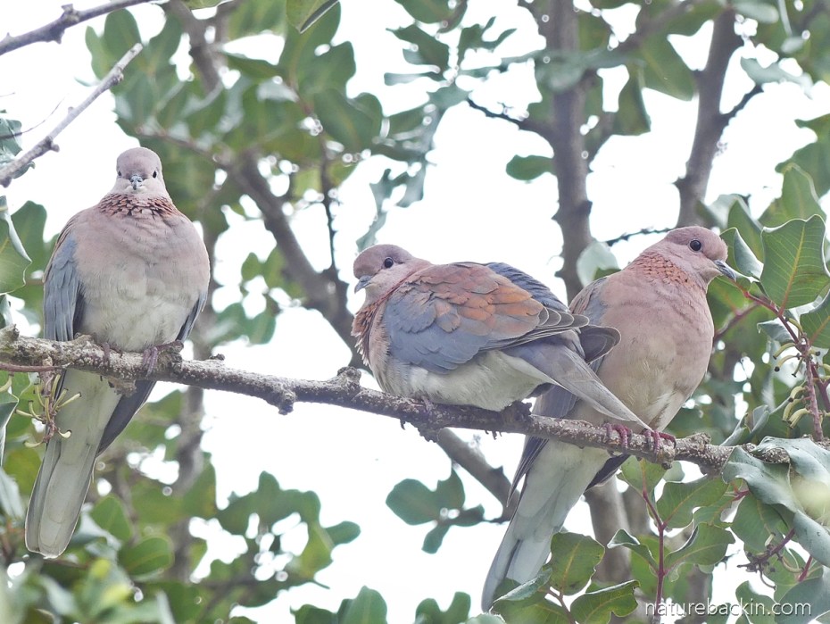 letting nature back in – at home and further afield