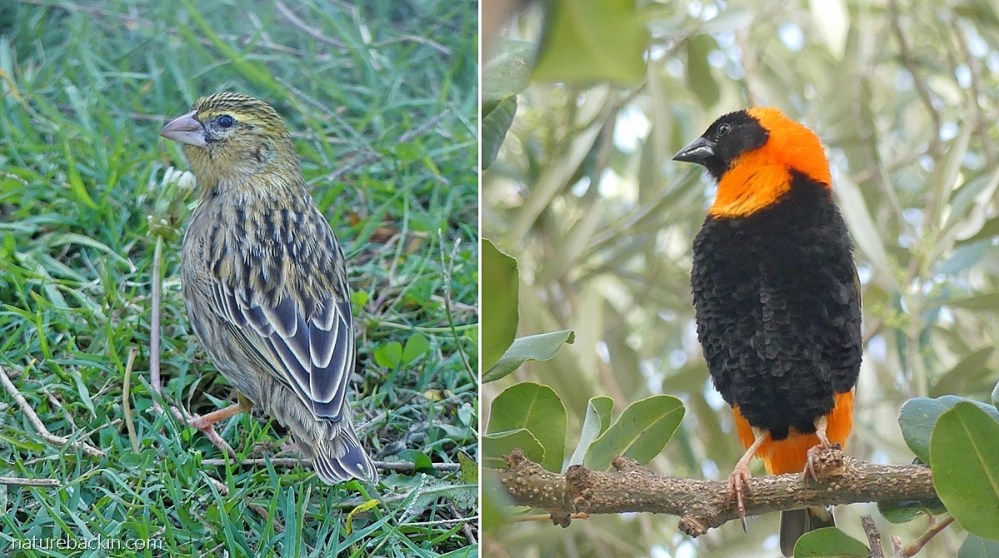 Bird visitors brightening our garden in the Overberg – letting nature ...