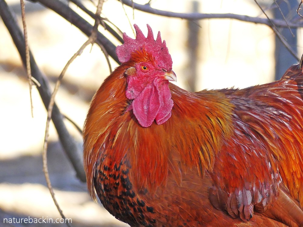 Tankwa Road Trip: Farmyard Animals and some history – letting nature ...
