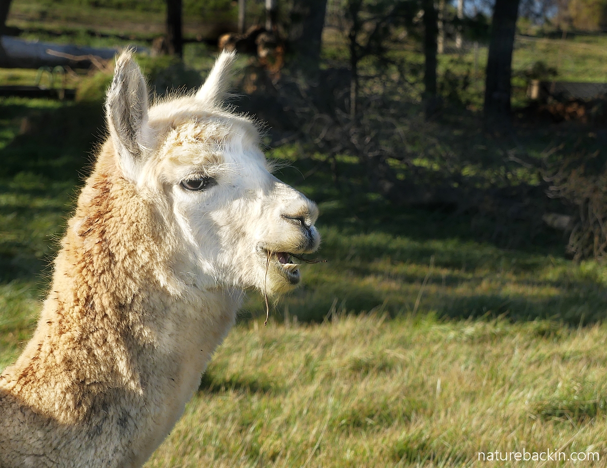 Tankwa Road Trip: Farmyard Animals and some history – letting nature ...
