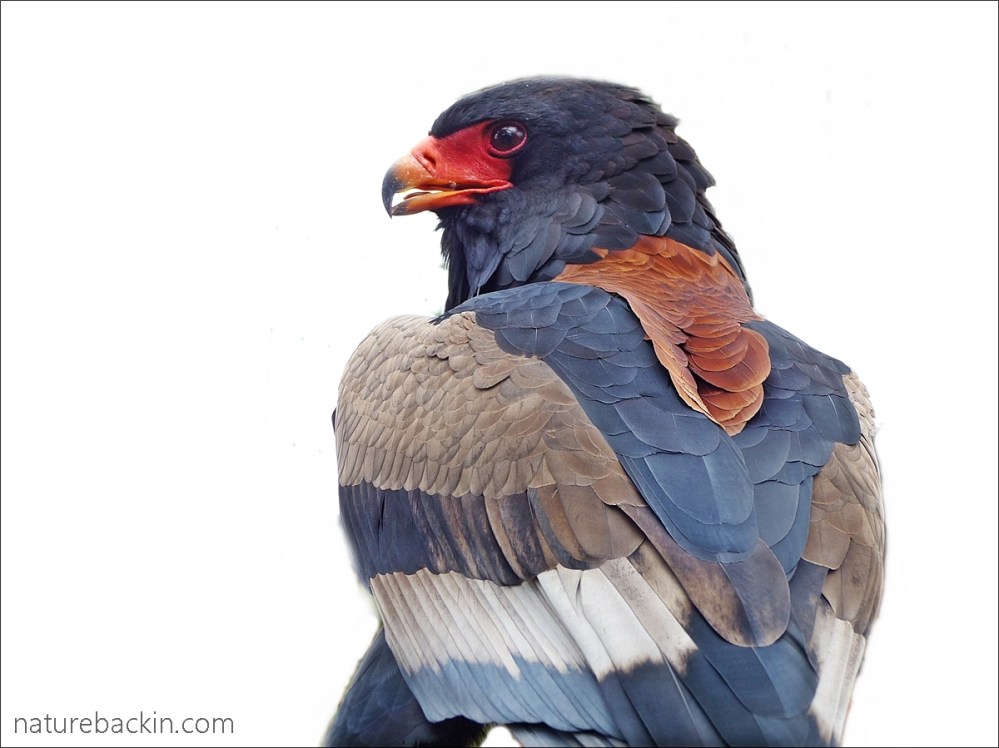 The Bateleur Eagle – South African Bird of the Year 2024 – letting ...