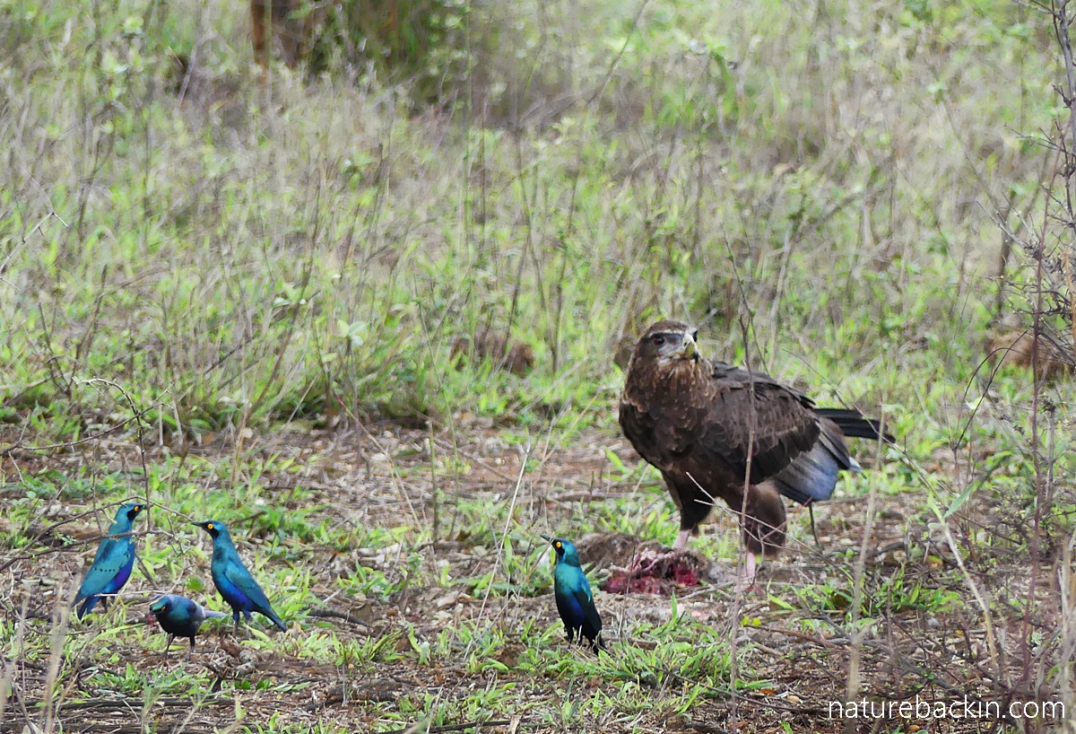 The Bateleur Eagle – South African Bird of the Year 2024 – letting ...