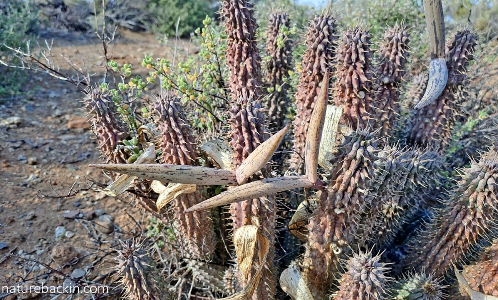 Tankwa Karoo Part 2: Plants and birds and rocks and things – letting ...