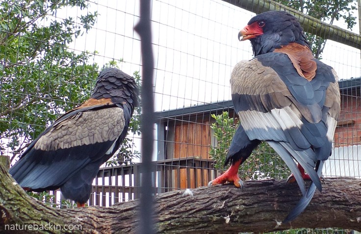 The Bateleur Eagle – South African Bird of the Year 2024 – letting nature back in
