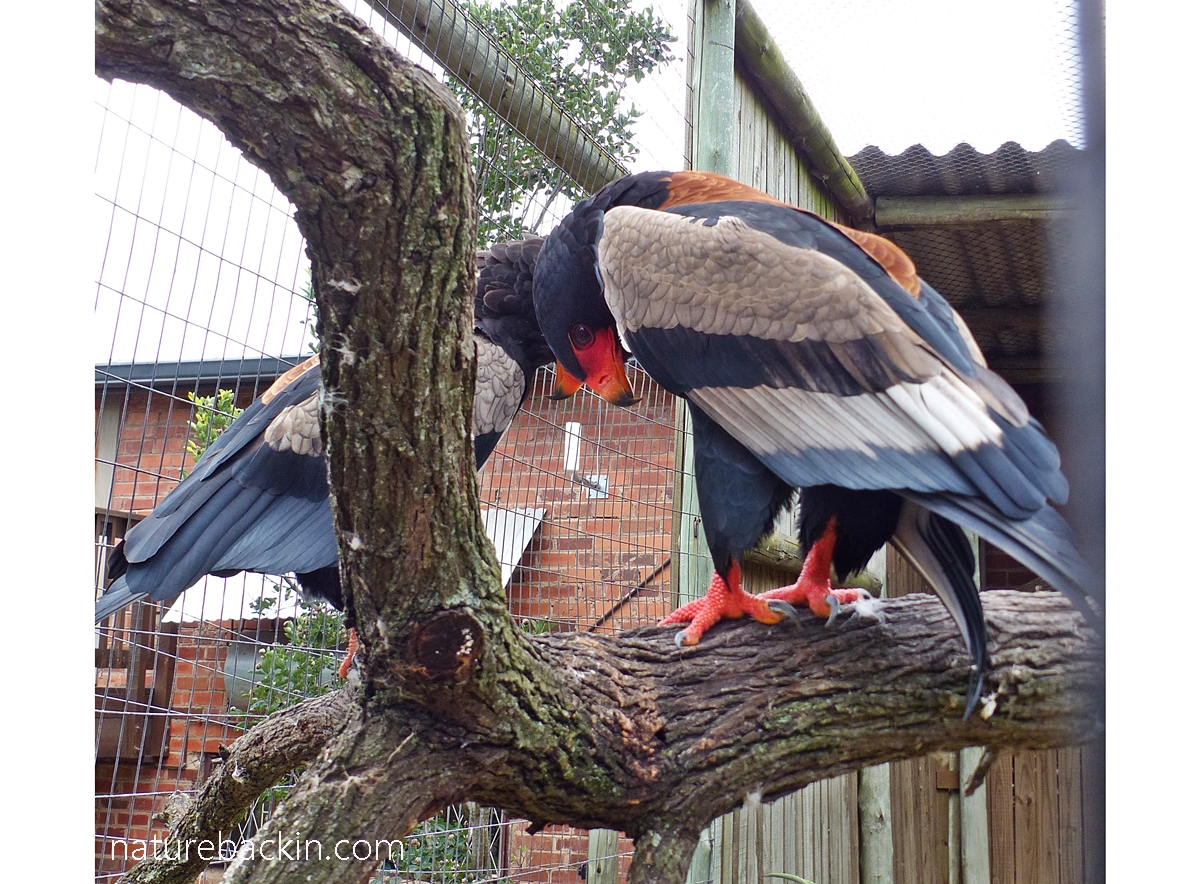 The Bateleur Eagle – South African Bird of the Year 2024 – letting ...