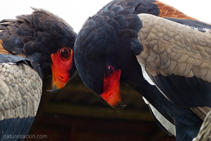 The Bateleur Eagle – South African Bird of the Year 2024 – letting ...