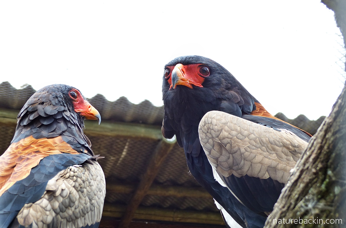 The Bateleur Eagle – South African Bird of the Year 2024 – letting ...