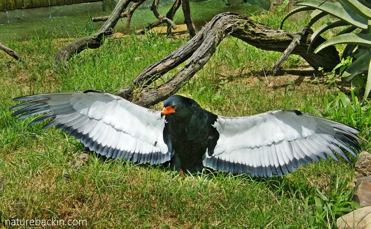 The Bateleur Eagle – South African Bird of the Year 2024 – letting ...