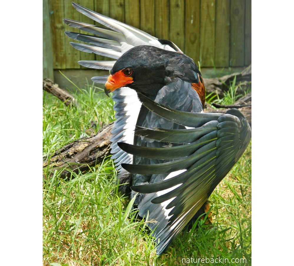 The Bateleur Eagle – South African Bird of the Year 2024 – letting ...