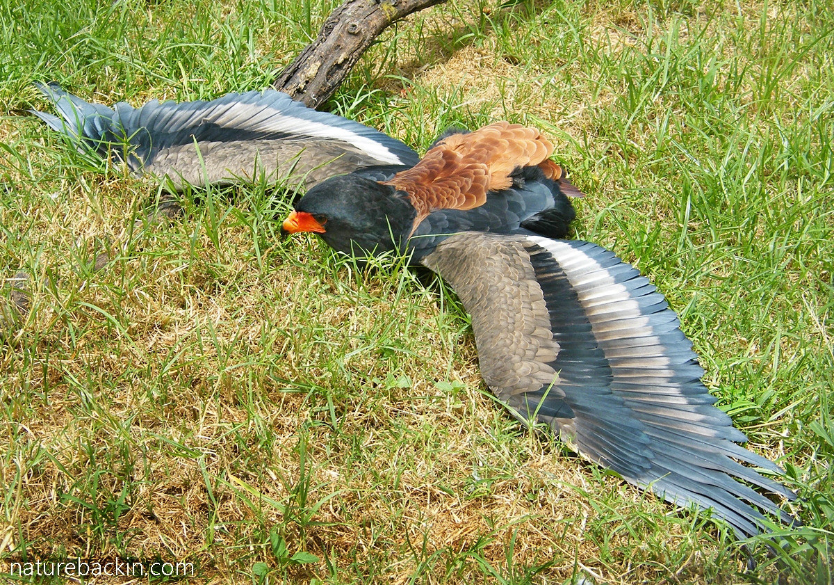 The Bateleur Eagle – South African Bird of the Year 2024 – letting ...