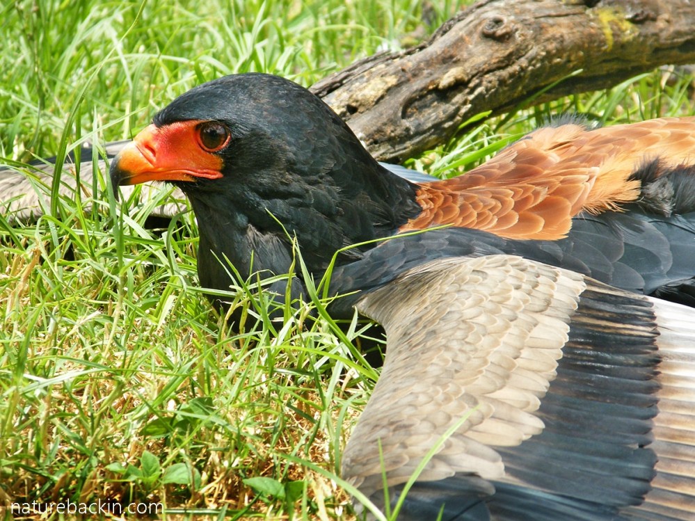 The Bateleur Eagle – South African Bird of the Year 2024 – letting ...