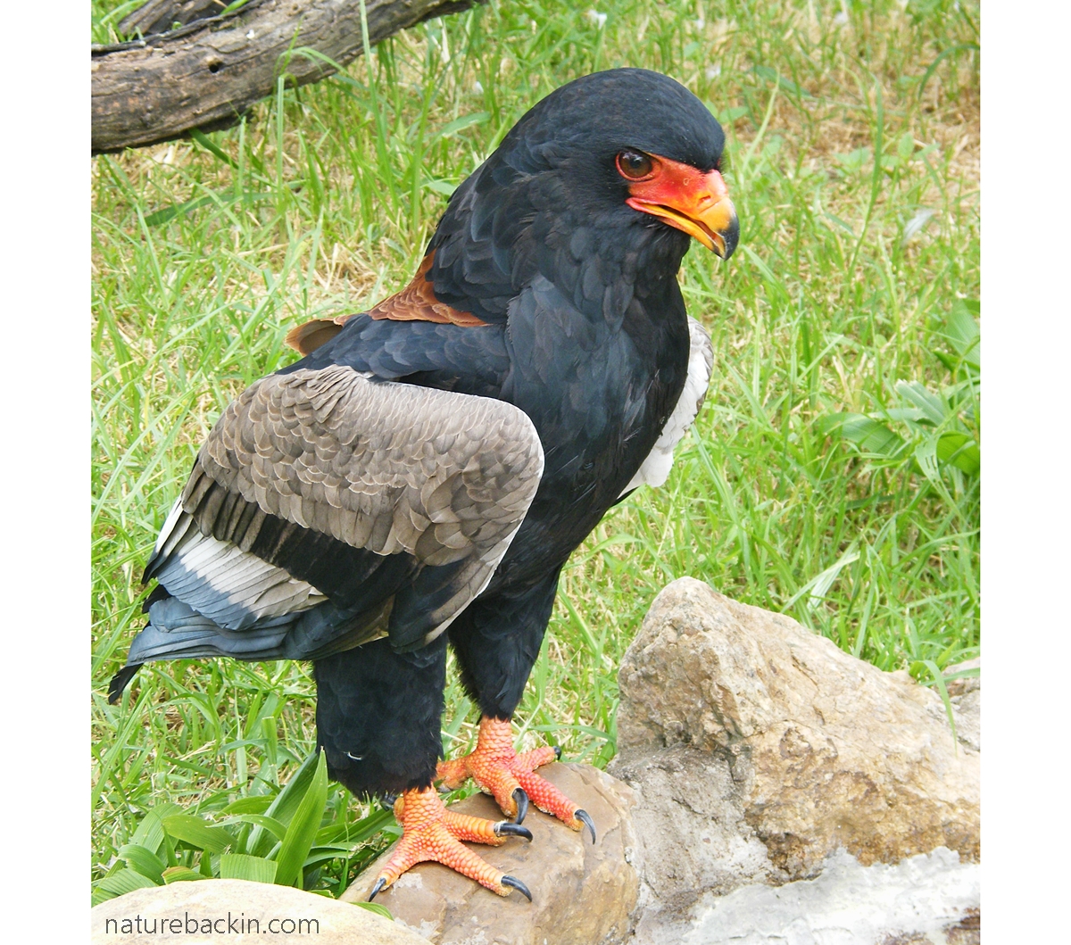 The Bateleur Eagle – South African Bird of the Year 2024 – letting ...