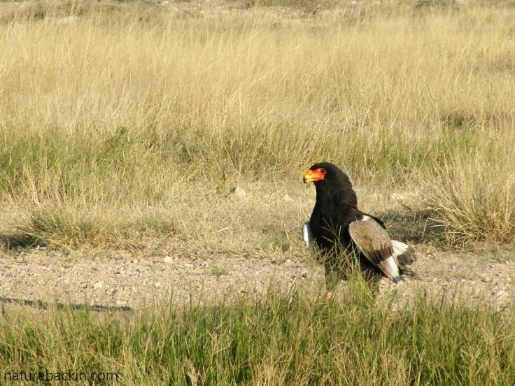 The Bateleur Eagle – South African Bird of the Year 2024 – letting ...