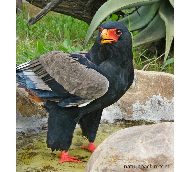 The Bateleur Eagle – South African Bird of the Year 2024 – letting ...
