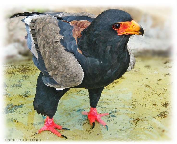 The Bateleur Eagle – South African Bird of the Year 2024 – letting ...