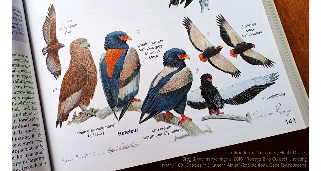 The Bateleur Eagle – South African Bird of the Year 2024 – letting ...