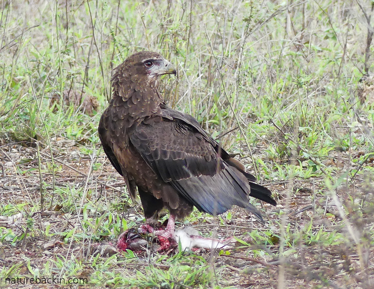 The Bateleur Eagle – South African Bird of the Year 2024 – letting ...