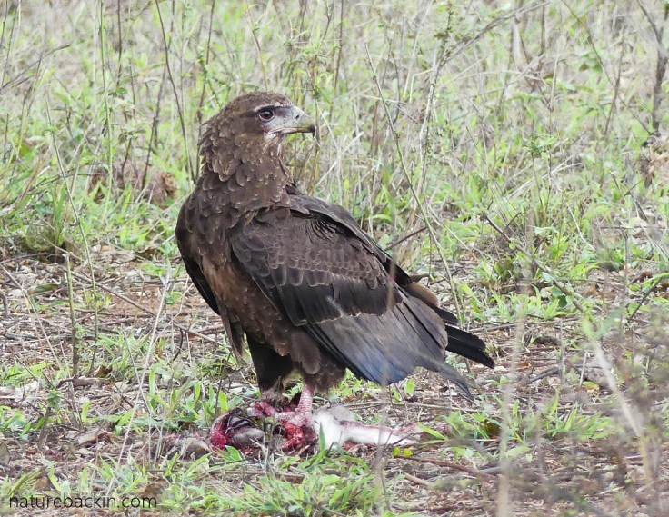 The Bateleur Eagle – South African Bird of the Year 2024 – letting ...