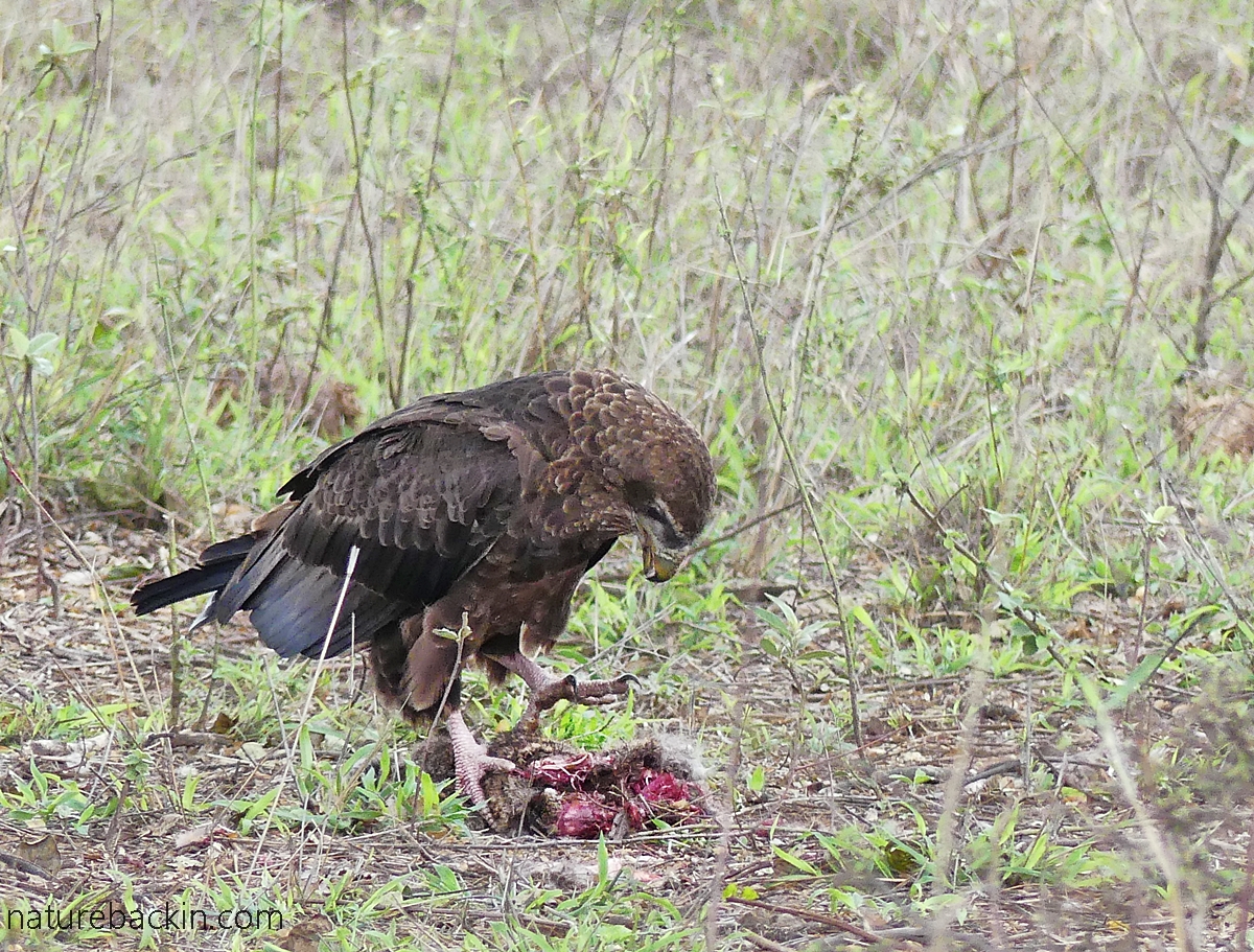 The Bateleur Eagle – South African Bird of the Year 2024 – letting ...