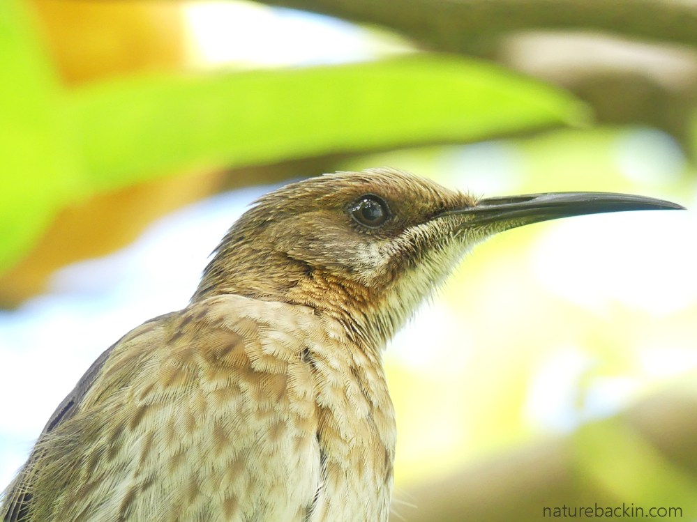 Cape sugarbird: Summer visitors to our garden – letting nature back in